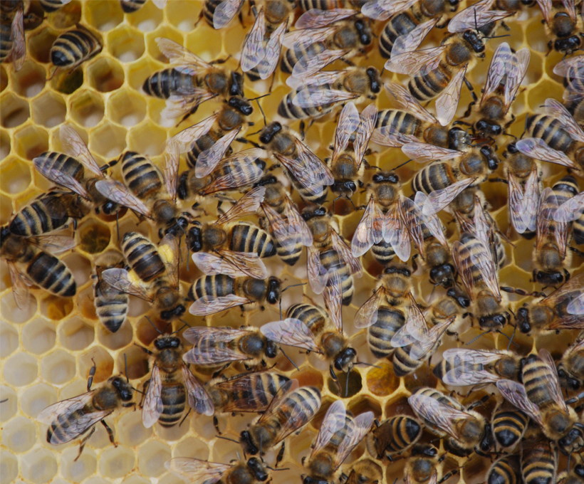 Is Beekeeping Hard? - Wii's Beekeeping Is Beekeeping Hard? - Wii's Beekeeping