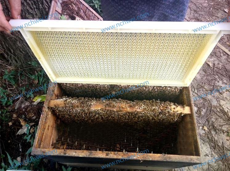 How To Use Queen Rearing Kit - Wii's Beekeeping