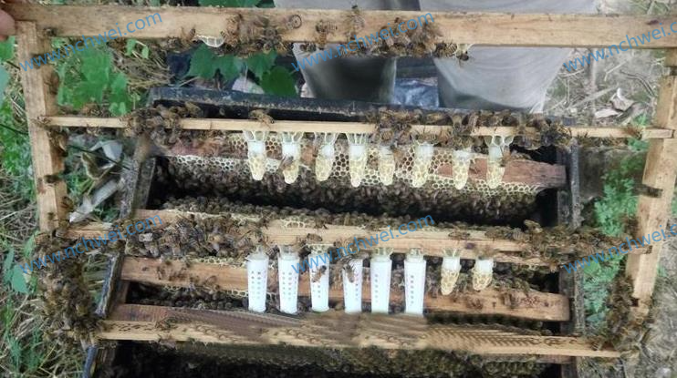 How To Use Queen Rearing Kit - Wii's Beekeeping