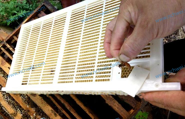 How To Use Queen Rearing Kit - Wii's Beekeeping