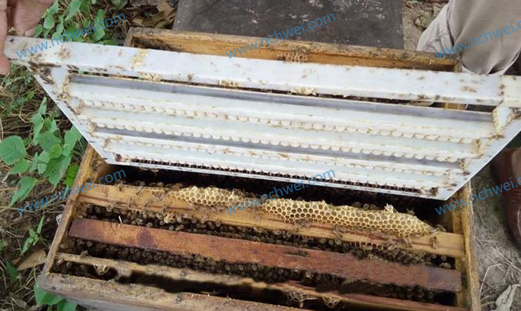 How To Use Queen Rearing Kit - Wii's Beekeeping